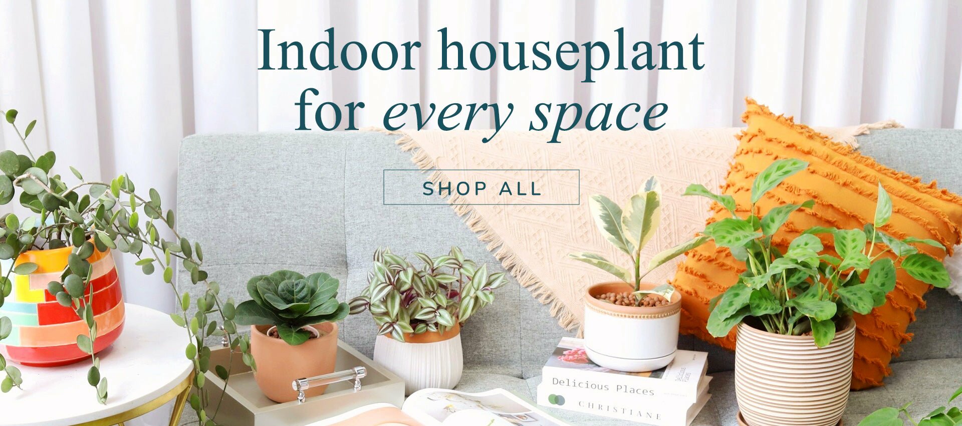 Best Plant Friend | Buy Live Plants Online | Houseplant Gifts for Sale