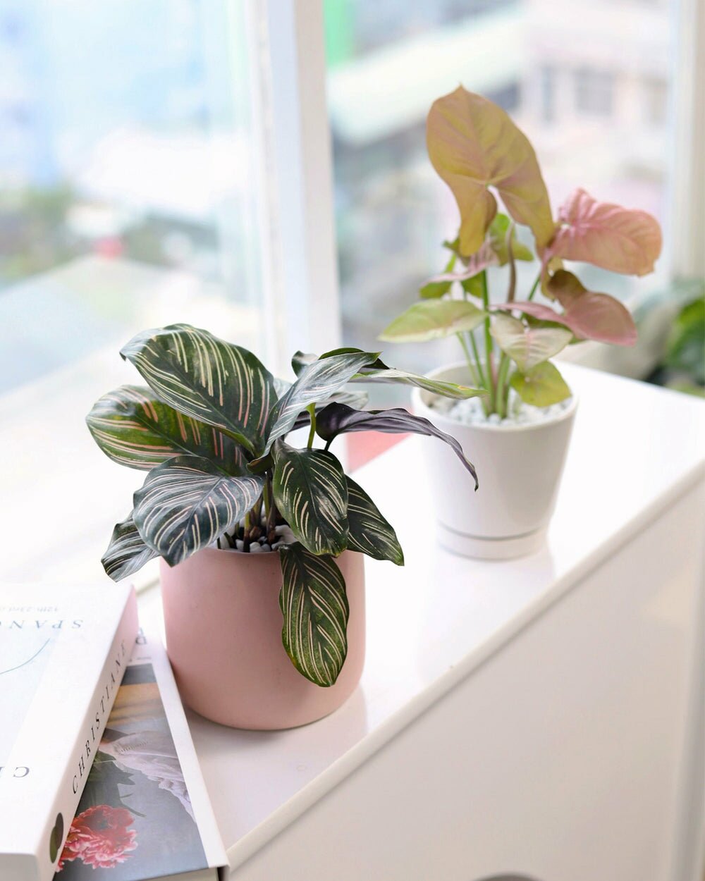 Calathea Types - Colorful Houseplants to Brighten Up Your Home - Best ...
