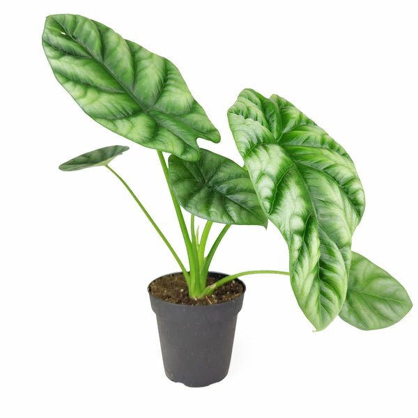 Alocasia Sinuata 'Quilted Dreams' - Alocasia Bullata Care Guide - Best ...