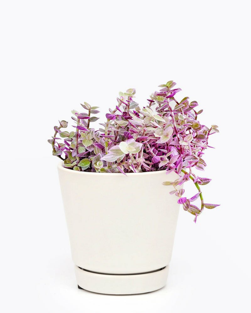 Callisia Repens Pink Lady (Turtle Vine) - Best Plant Friend