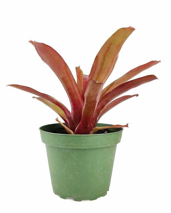 Neoregelia Fireball Donger - Bromeliad Fireball Care Guide - Best Plant ...