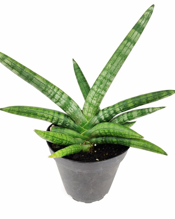 Sansevieria Starfish 'Boncel' - Snake Plant for Indoor Growing - Best ...