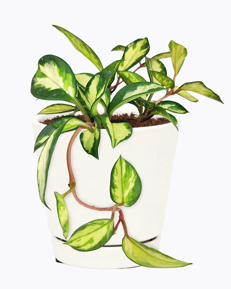 Hoya Krimson Princess - Easy to Care Houseplant - Trailing Houseplant ...