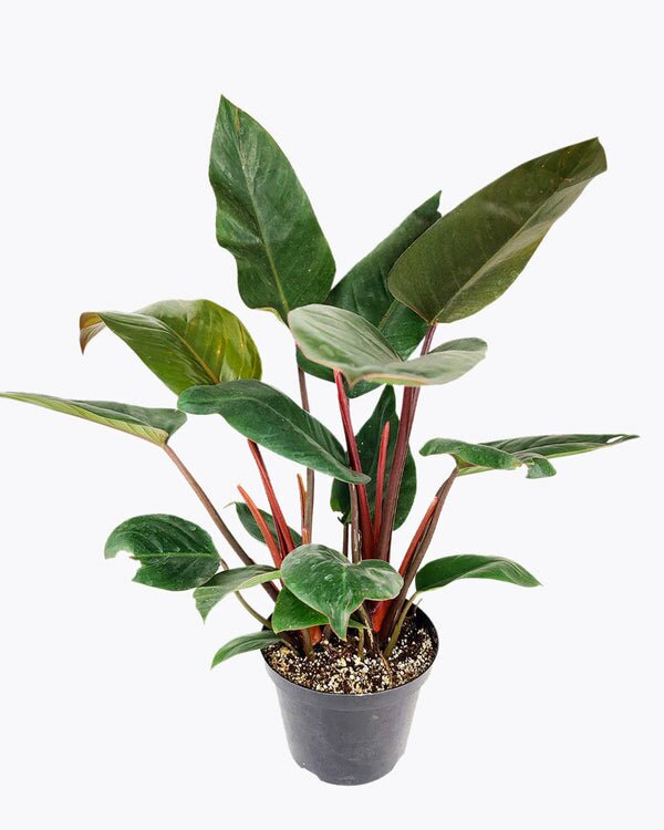 Philodendron Red Congo - Self-heading, Air-purifying Houseplant - Best ...