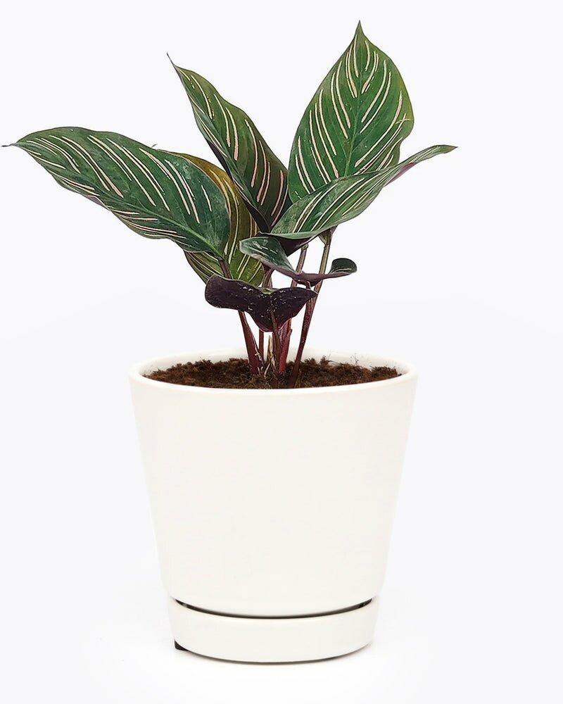 Calathea Types - Colorful Houseplants to Brighten Up Your Home - Best ...
