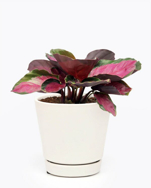 Calathea Rosy Colorful Houseplant - Best Indoor Plant for Home Office ...