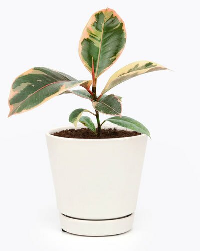 Ficus Elastica Ruby Pink - Best Plant Friend