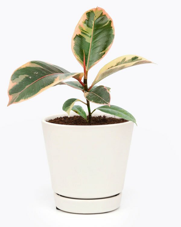 Ficus Elastica Ruby Pink - Best Plant Friend