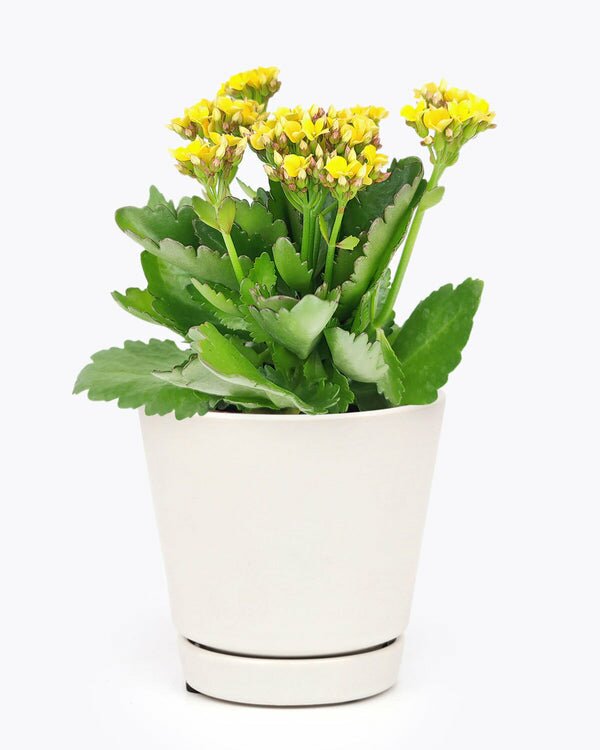 Kalanchoe blossfeldiana 'Calandiva Yellow' - Houseplant for Decoration ...