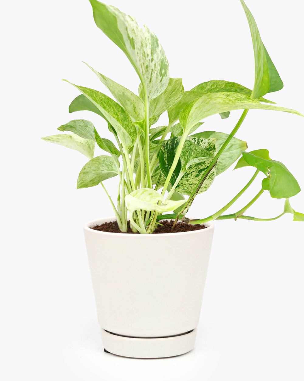 Different Types of Pothos to Add To Your Houseplant Collection - Best ...