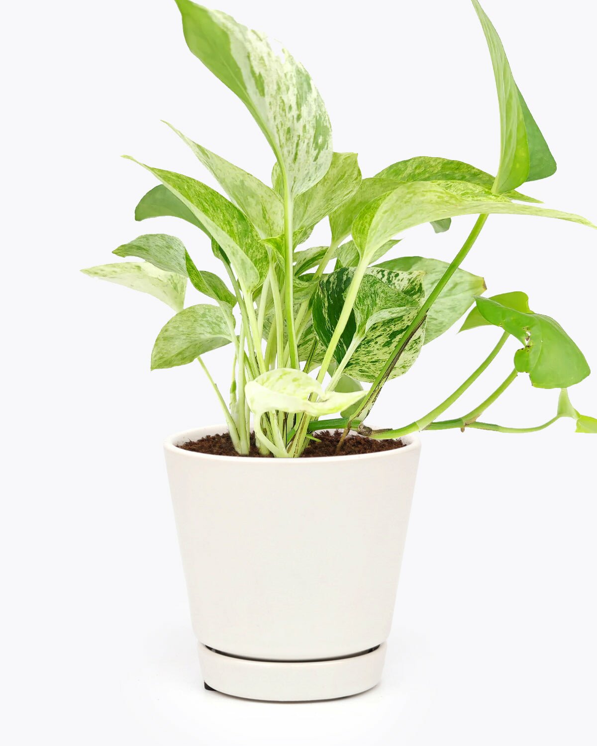 Different Types of Pothos to Add To Your Houseplant Collection - Best ...
