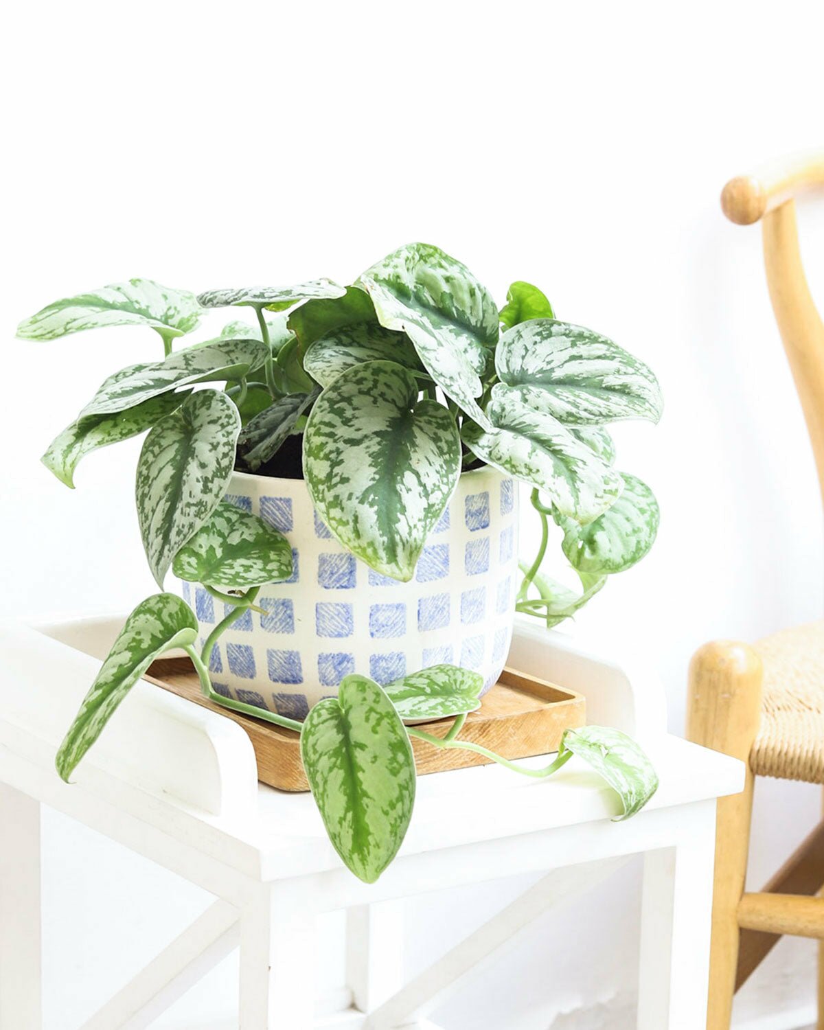 Silver Splash Pothos Colorful Foliage - Easy Care Houseplant for ...